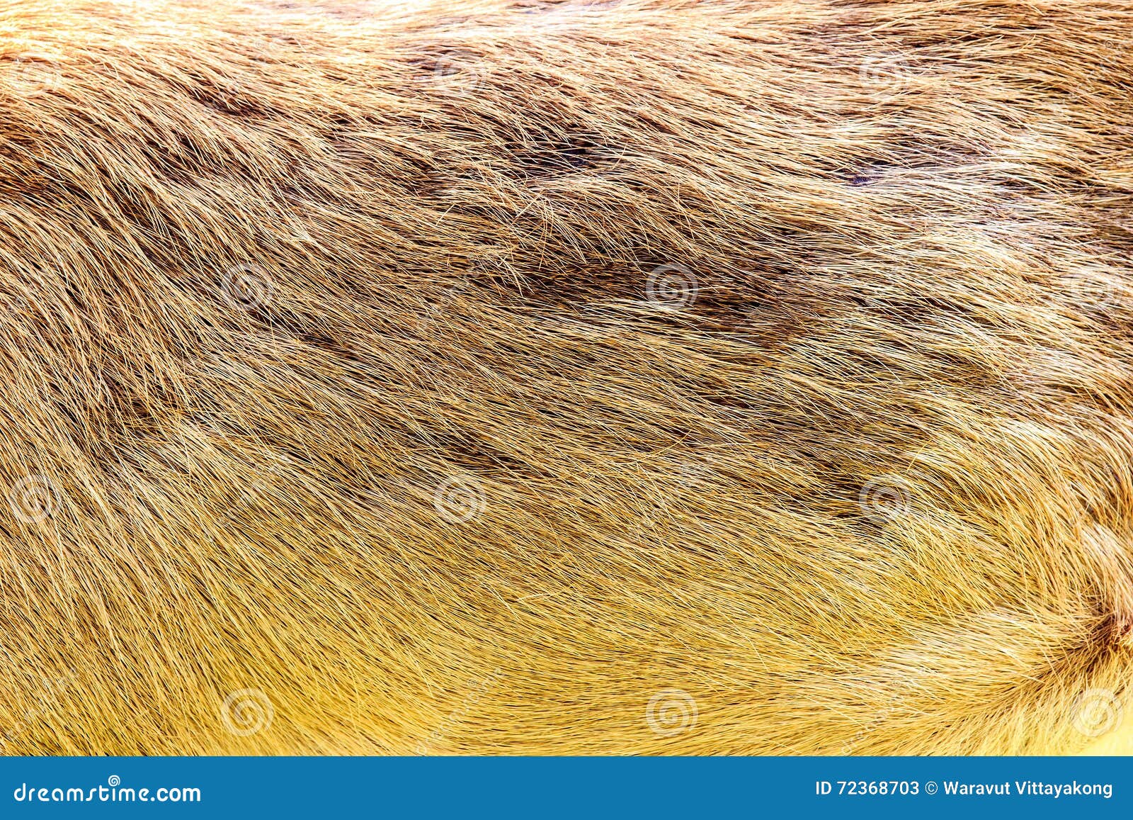 Deer skin stock image. Image of long, lines, detail, eating - 72368703