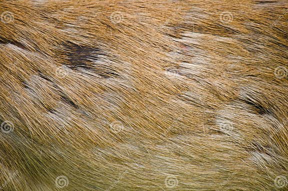 Deer skin texture. stock image. Image of fauna, close - 23798497