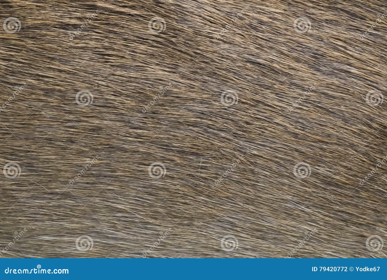 1,114 Deer Skin Texture Stock Photos - Free & Royalty-Free Stock Photos ...