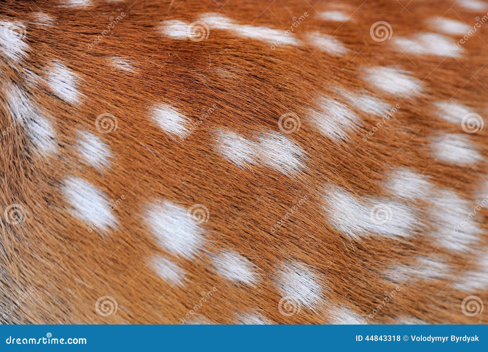 Deer skin stock photo. Image of close, hide, life, skin - 44843318