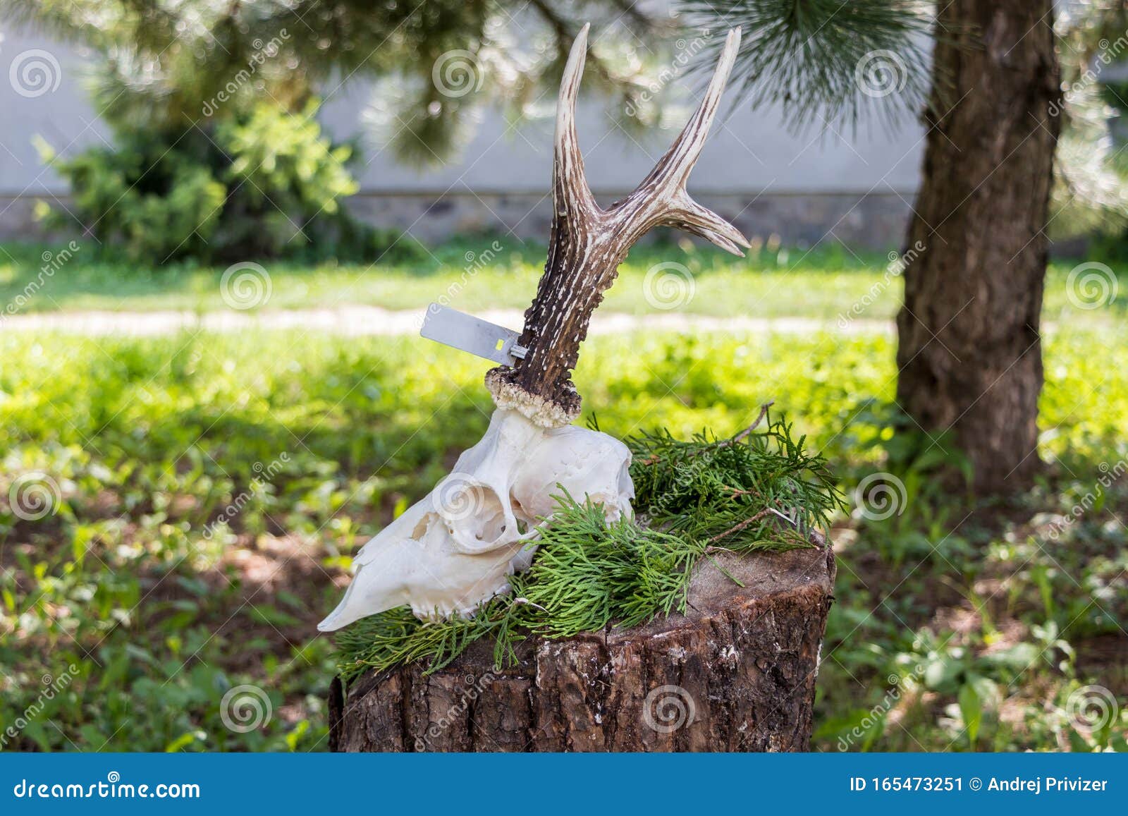 Deer Skull with Antler on the Tree Trunk Stock Image - Image of ...