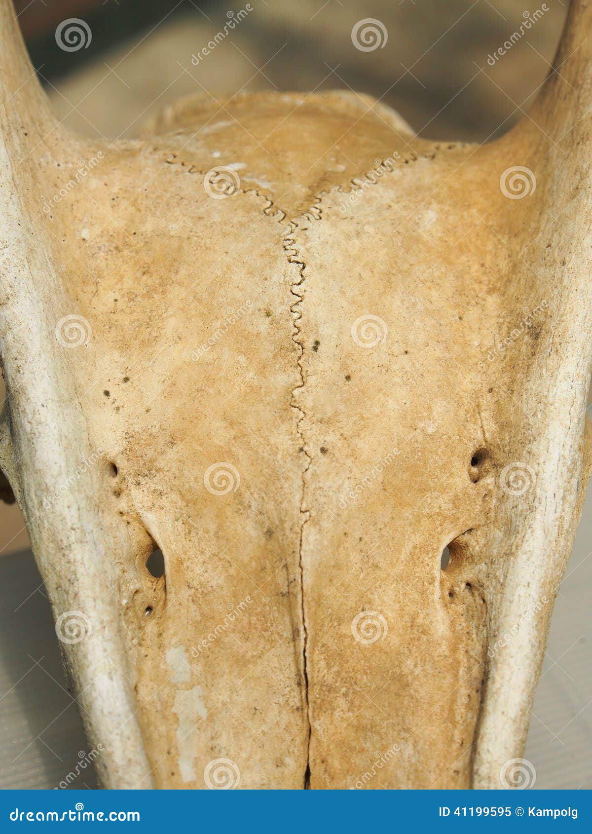 Deer Skull, Death by Natural Cause Stock Image - Image of death, yellow ...