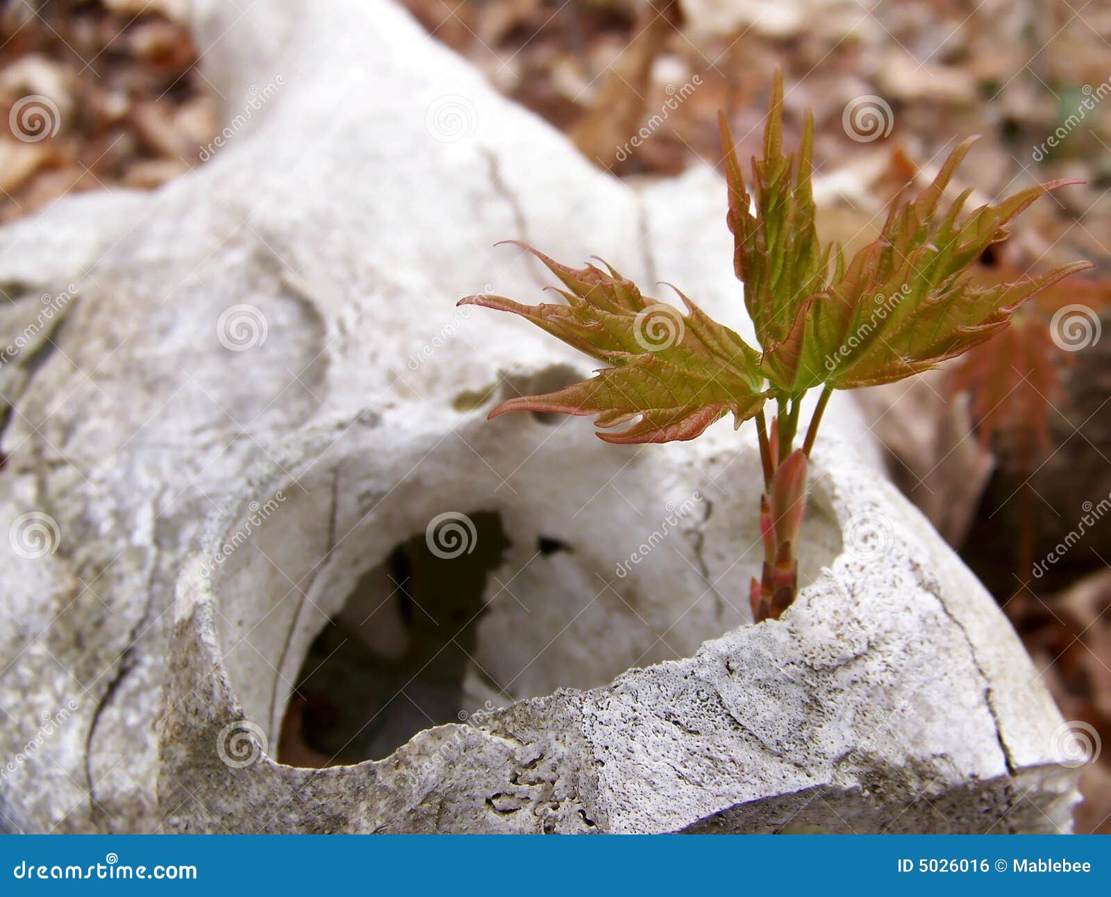 Deer Skull and Maple Sapling Stock Photo - Image of decomposition ...