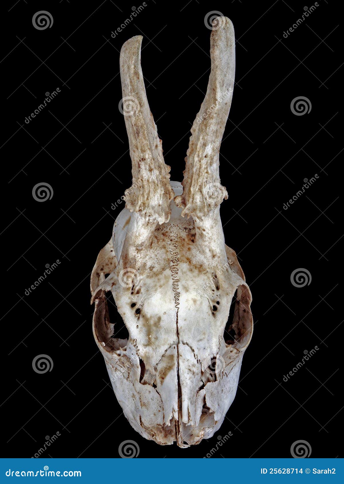 Deer skull over black stock photo. Image of nature, black - 25628714