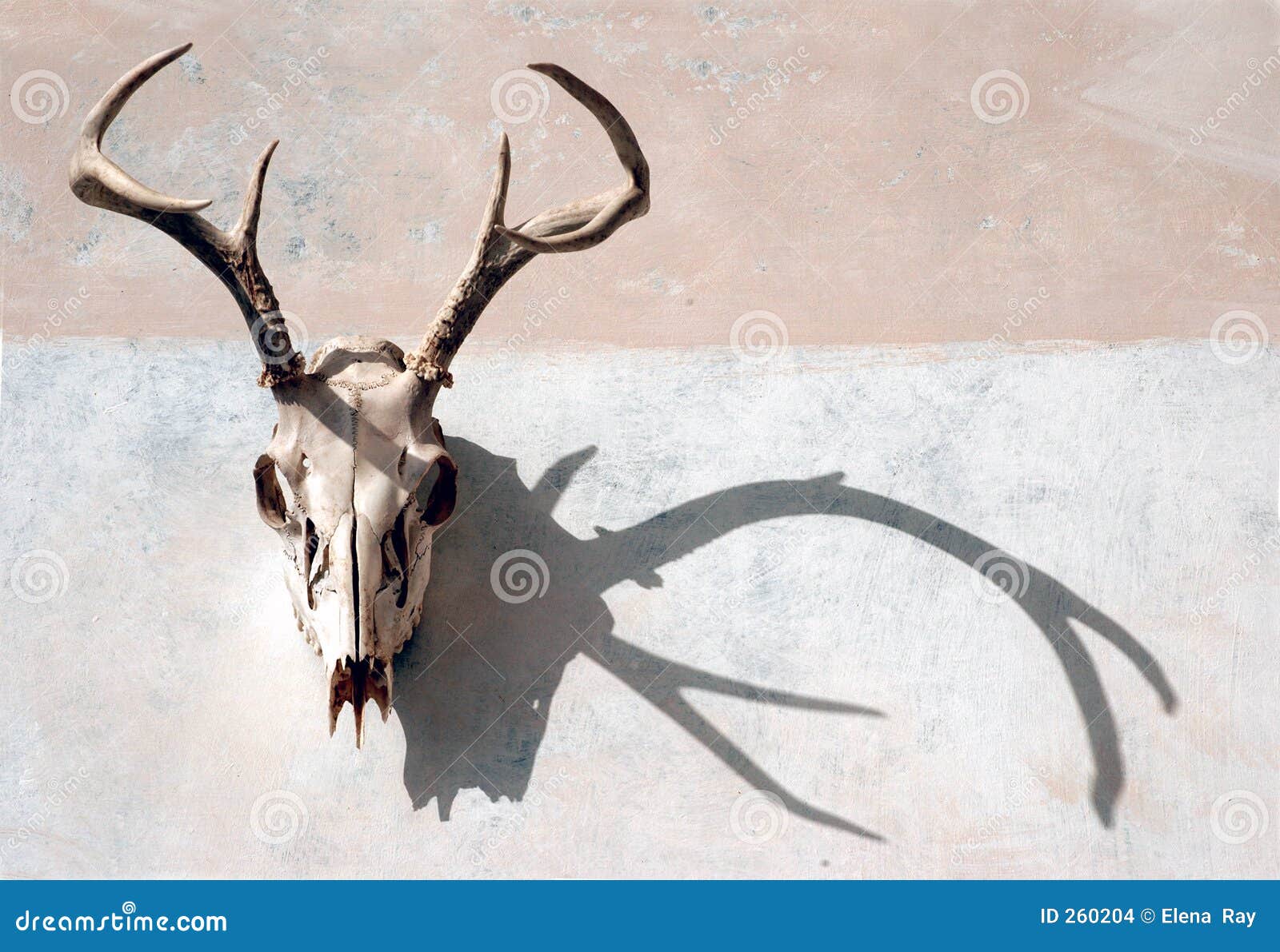 Deer Skull and Shadow stock photo. Image of buck, native - 260204