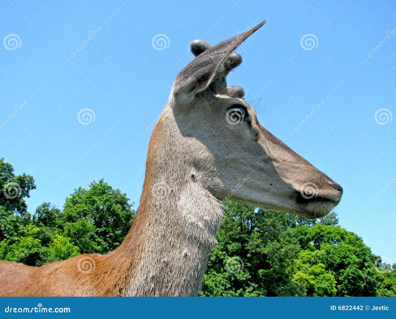 Deer and the sky stock photo. Image of stag, nature, mammal - 6822442