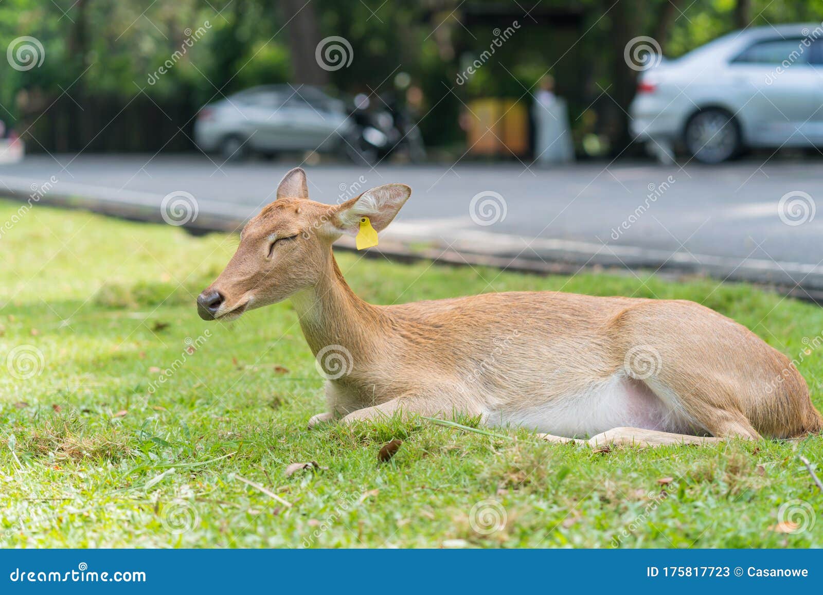 Deer Sleep on Green Grass in the Garden of Zoo Stock Image - Image of ...