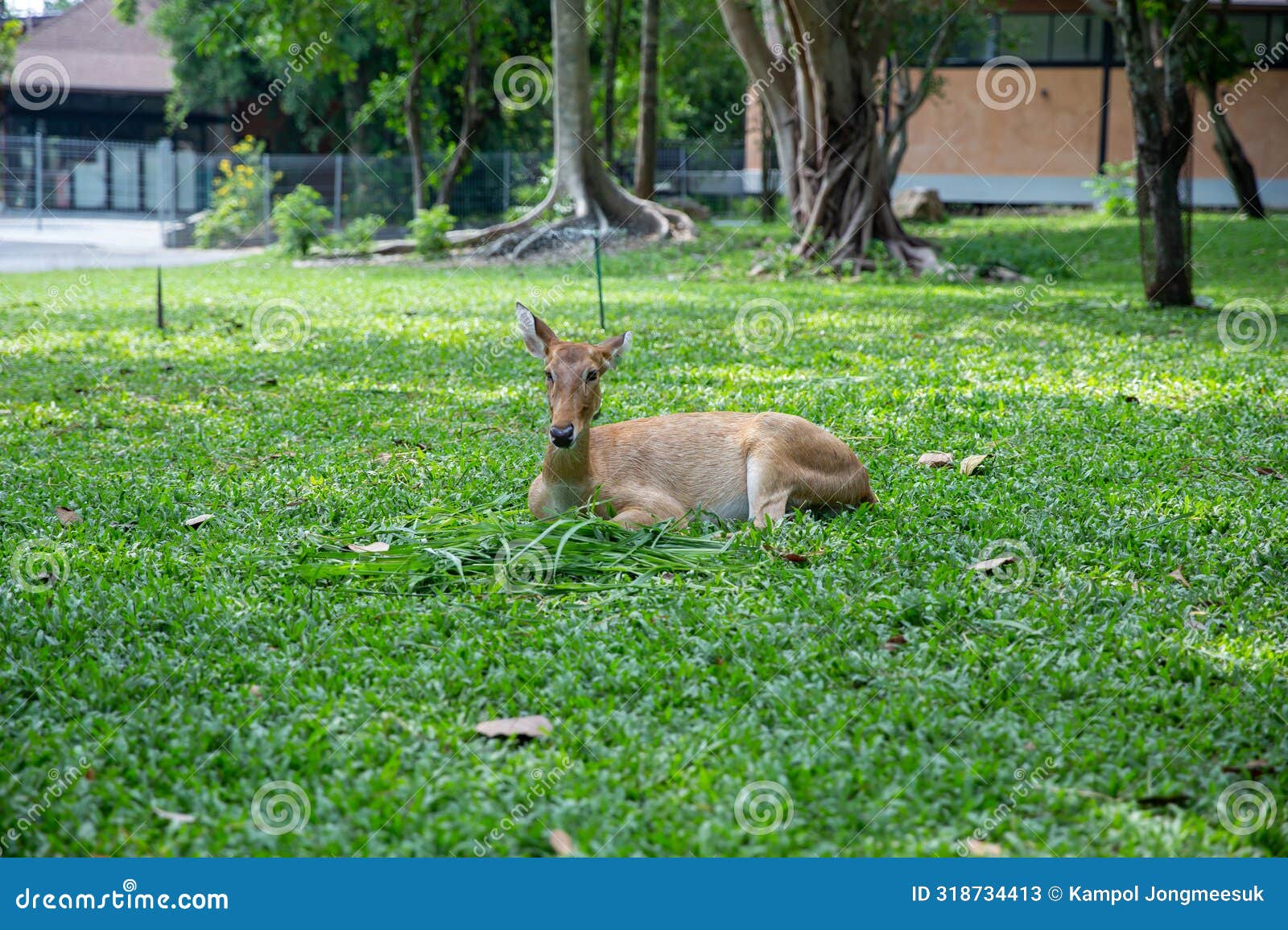 Deer Sleeping on Green Grass. Relaxing Deer Stock Image - Image of cute ...