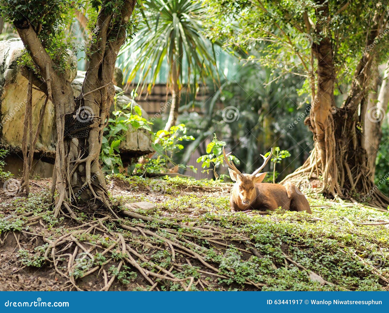 Deer Sleeping Under the Tree Stock Image - Image of grass, mammal: 63441917
