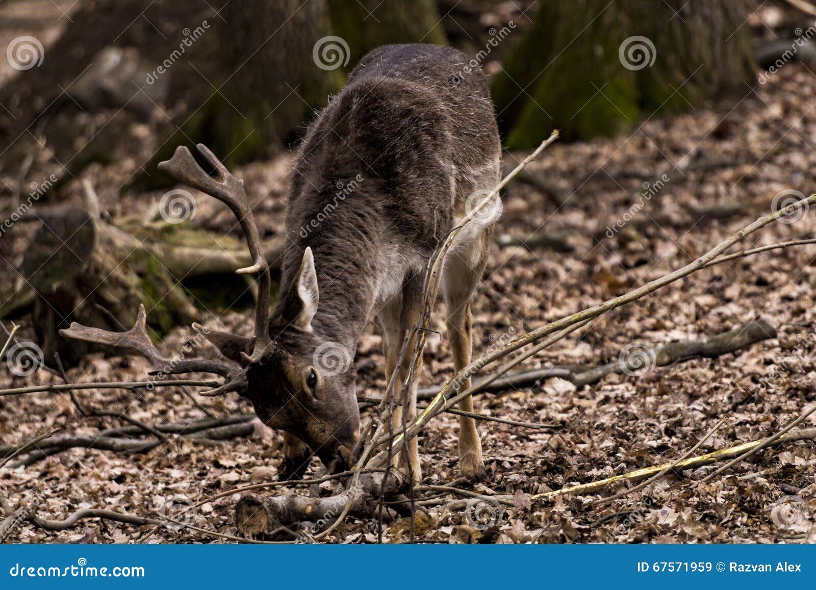 Deer stock image. Image of branch, smelling, indian, tailed - 67571959