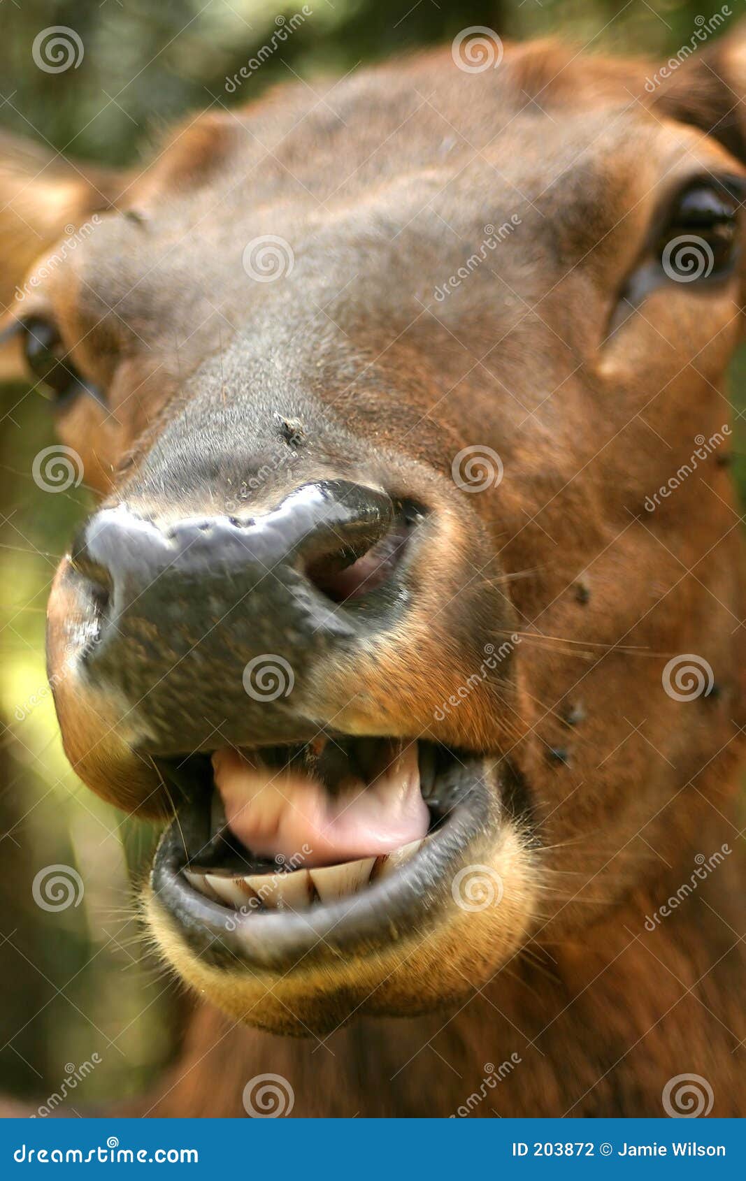 Deer Smile stock photo. Image of mouth, herbivore, nose - 203872