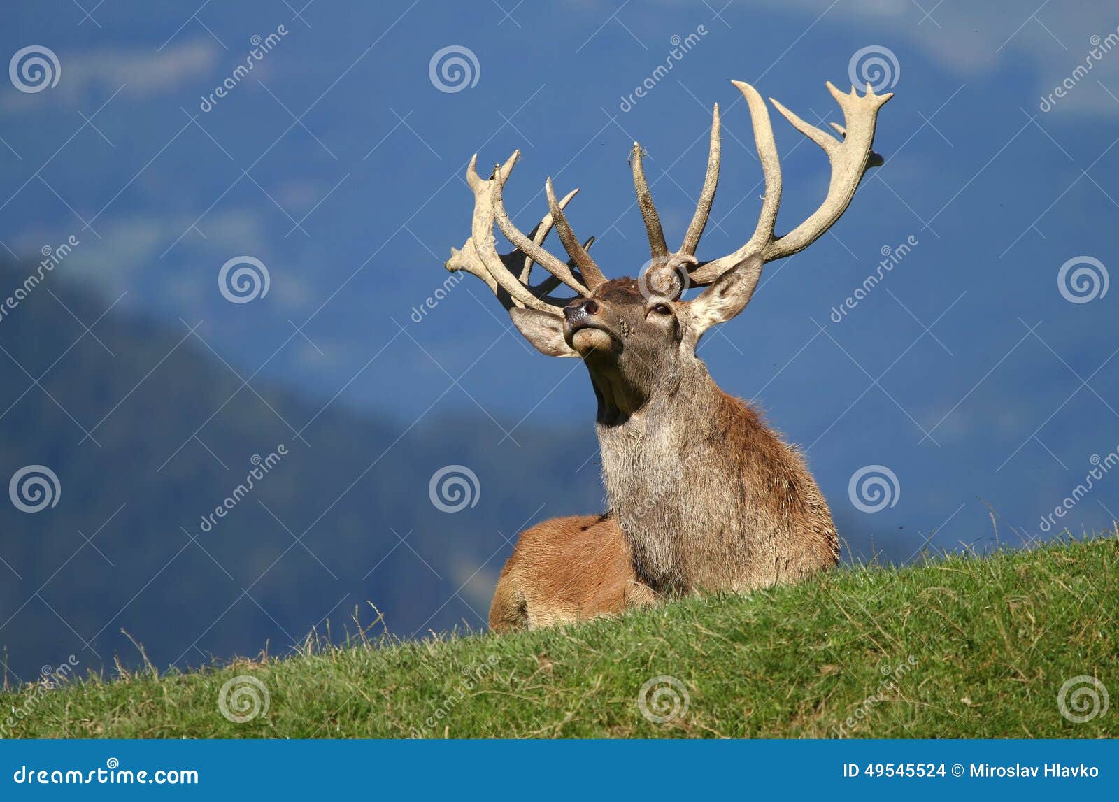 Deer sniffing stock photo. Image of hunting, majestic - 49545524