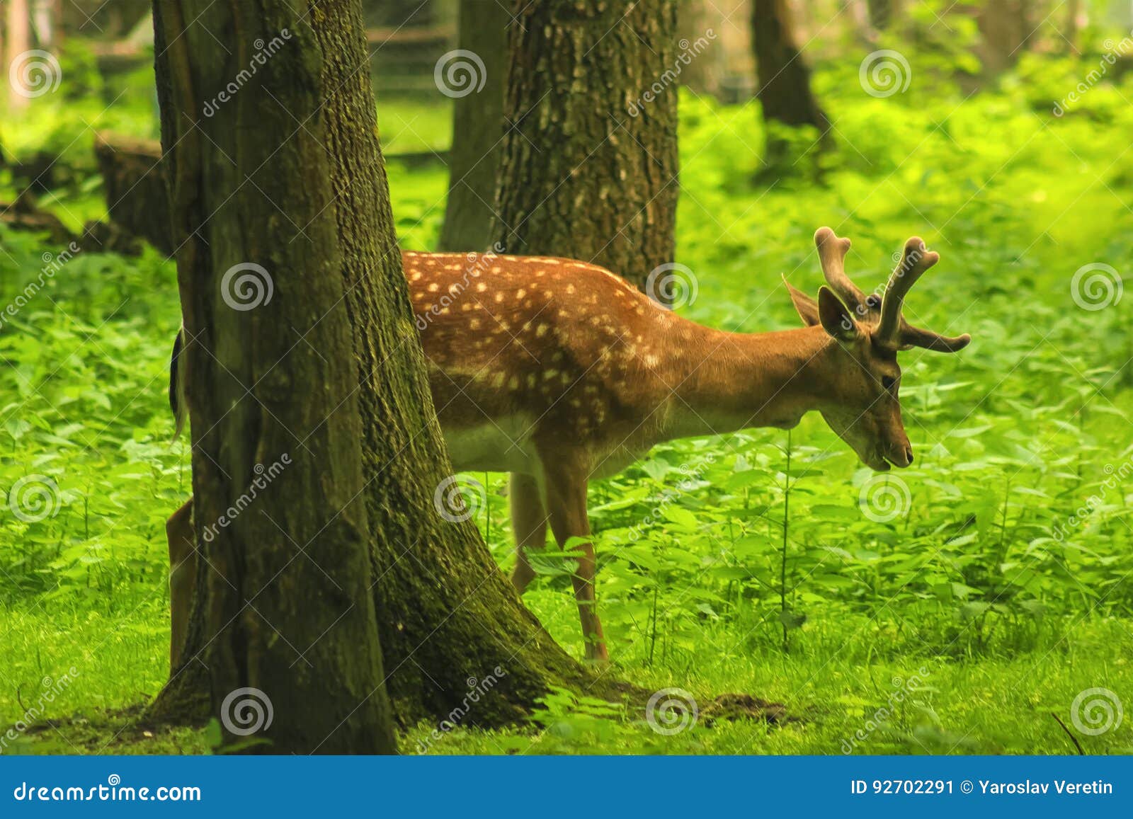 Deer Sniffs Around the Forest Stock Image - Image of america, morning ...