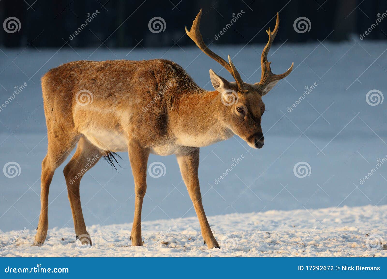 Deer in the snow stock photo. Image of deer, animal, wild - 17292672