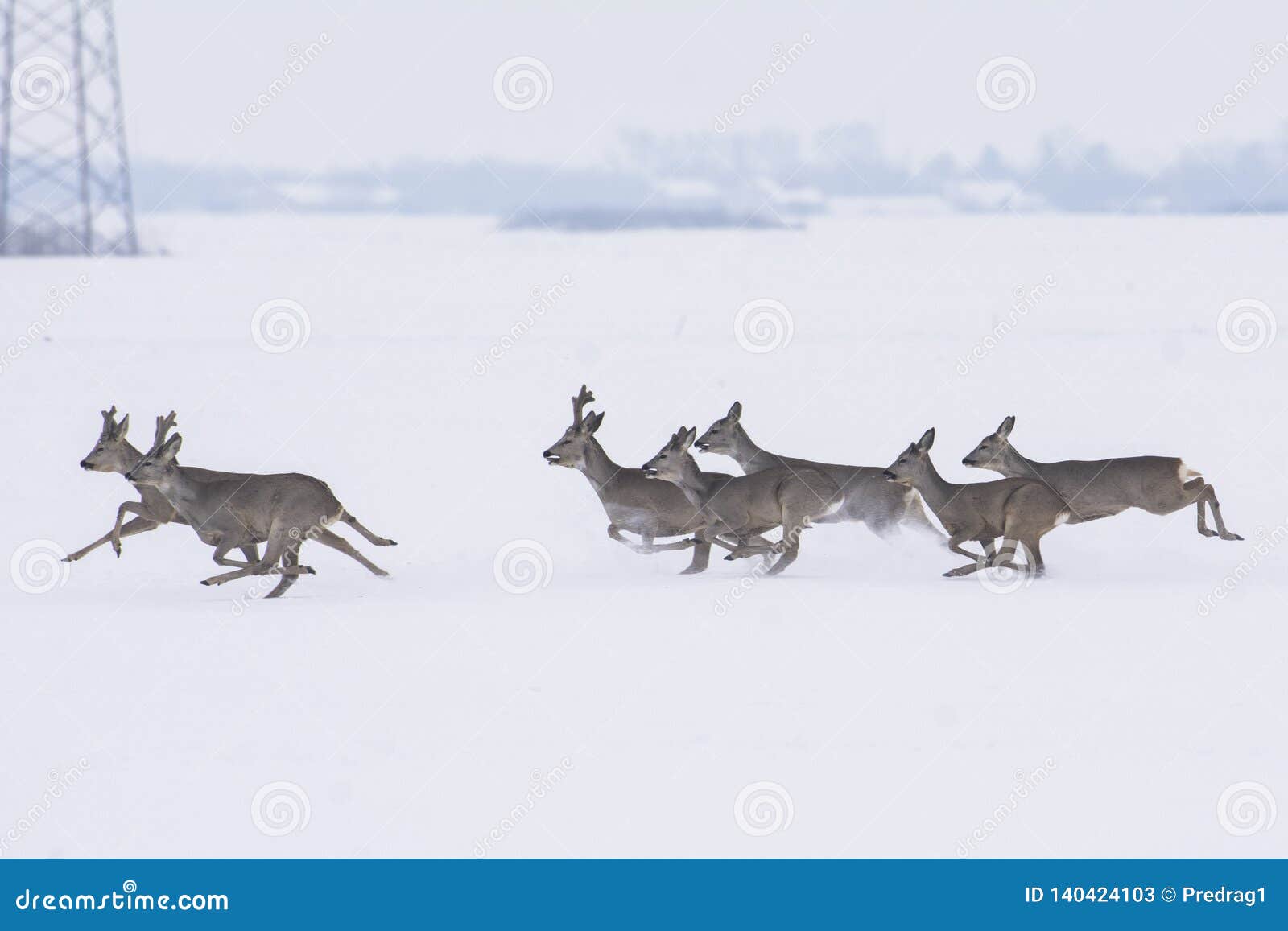 Deer in the snow stock image. Image of hunters, snow - 140424103