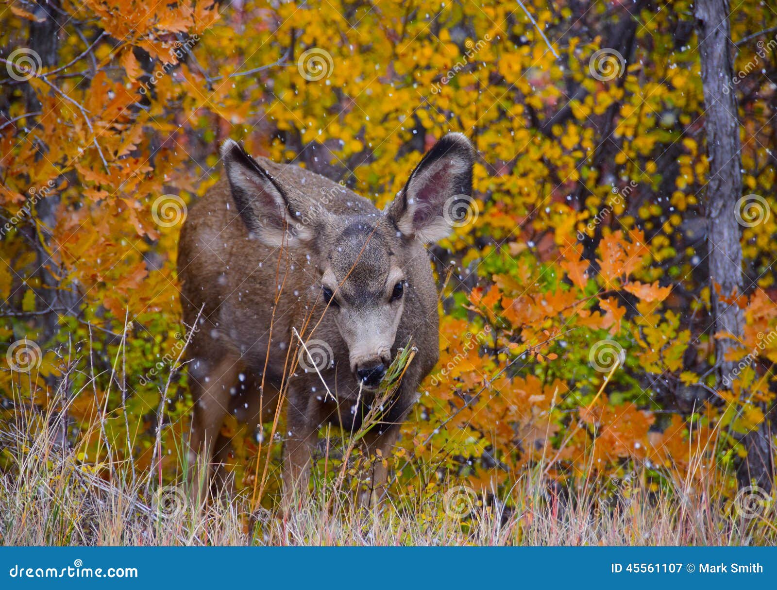 Deer Snow and Fall Colors stock image. Image of golden - 45561107