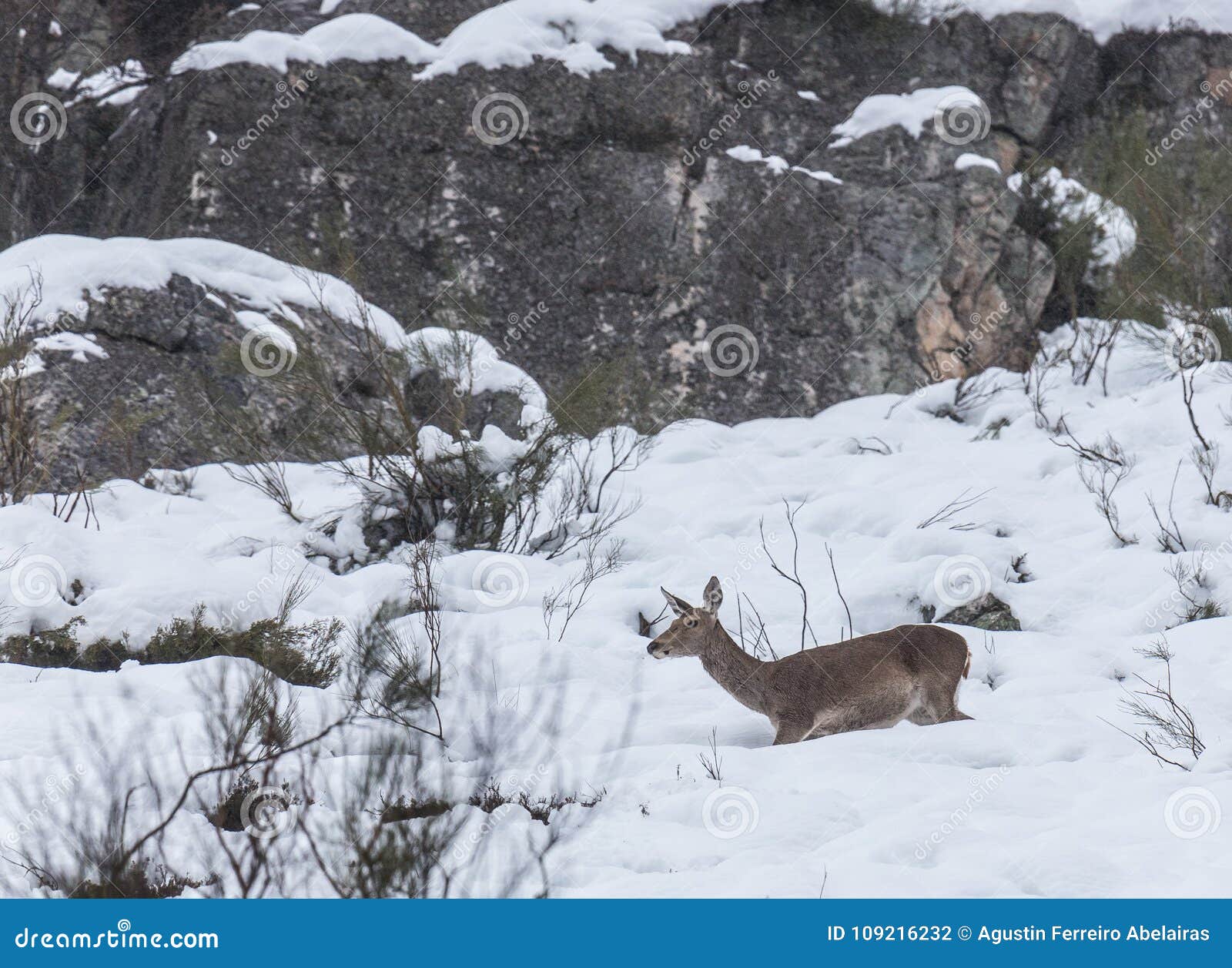 Deer in the snow stock photo. Image of mountains, freezing - 109216232