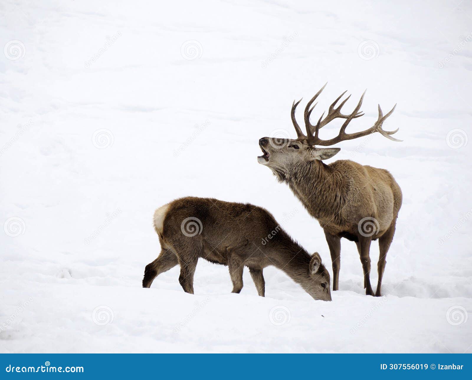 Deer in the Snow Winter Panorama Landscape Stock Image - Image of ...
