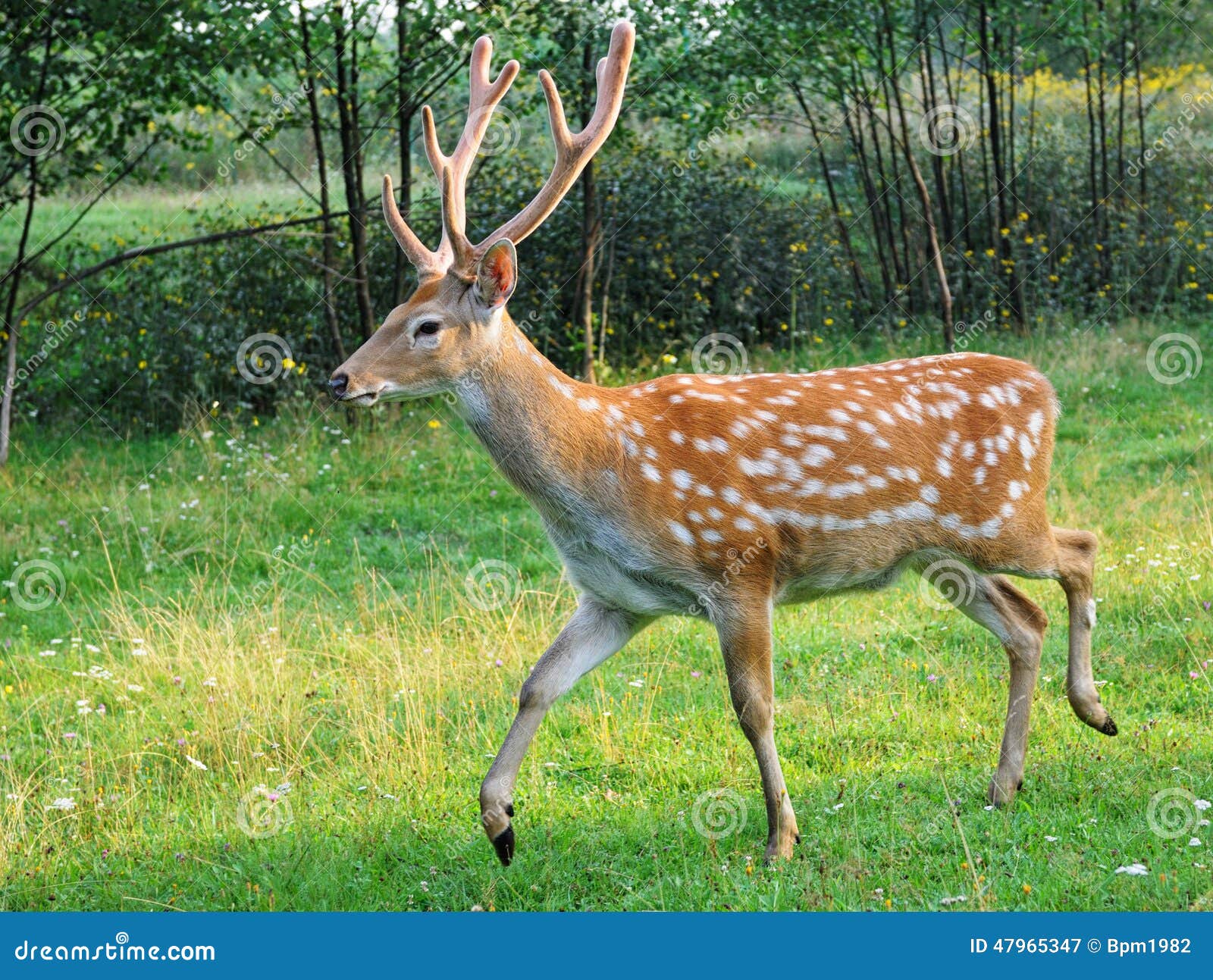 Deer spotted. stock image. Image of field, brown, deer - 47965347