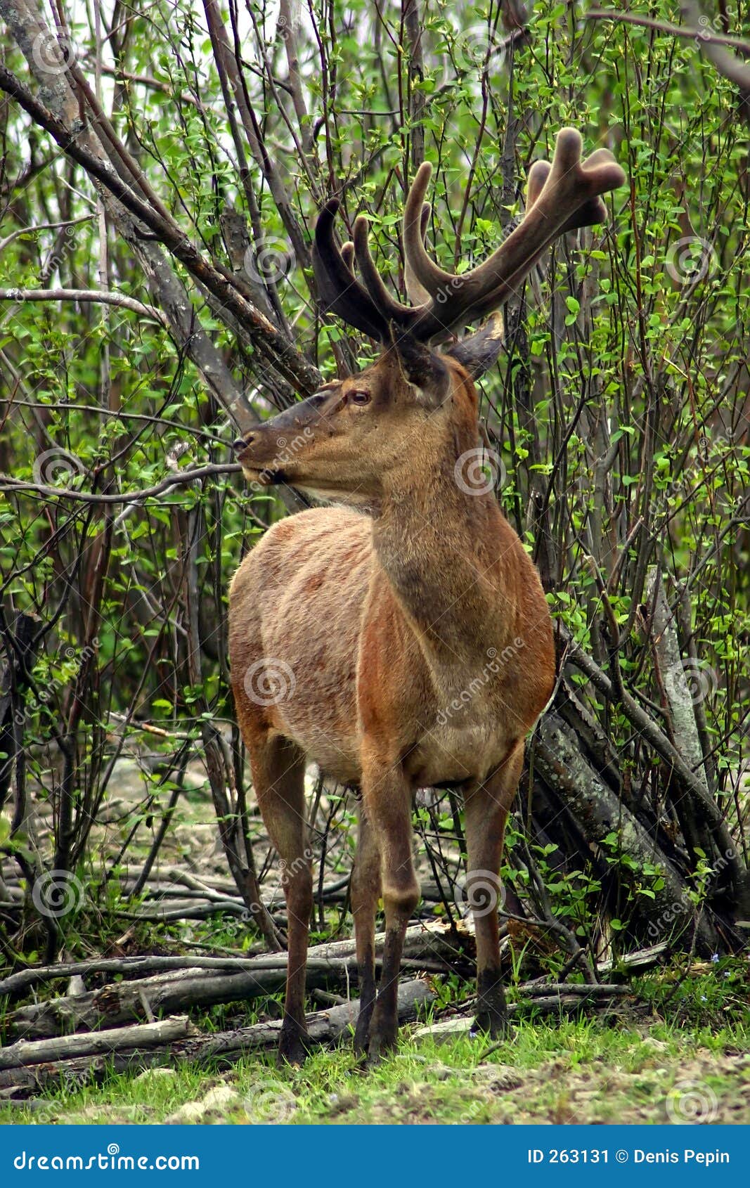Deer in the spring stock image. Image of leaves, untamed - 263131