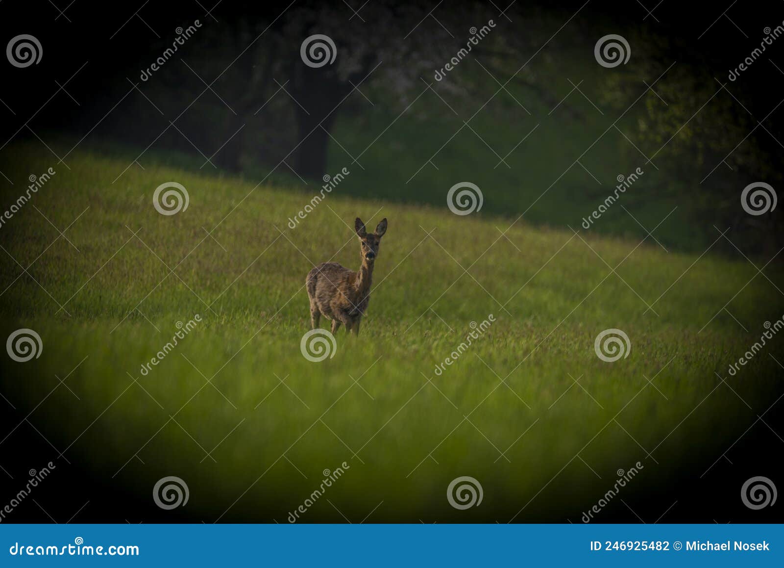 Deer on Spring Color Meadow in Zlin Area in Moravia Stock Photo - Image ...