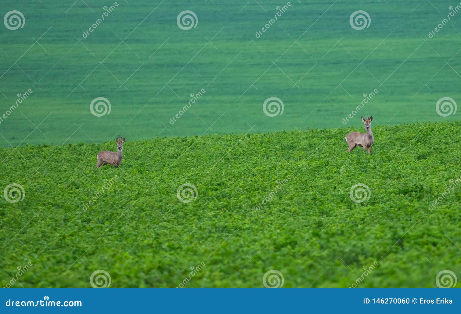 Deer in spring field stock photo. Image of buck, cute - 146270060