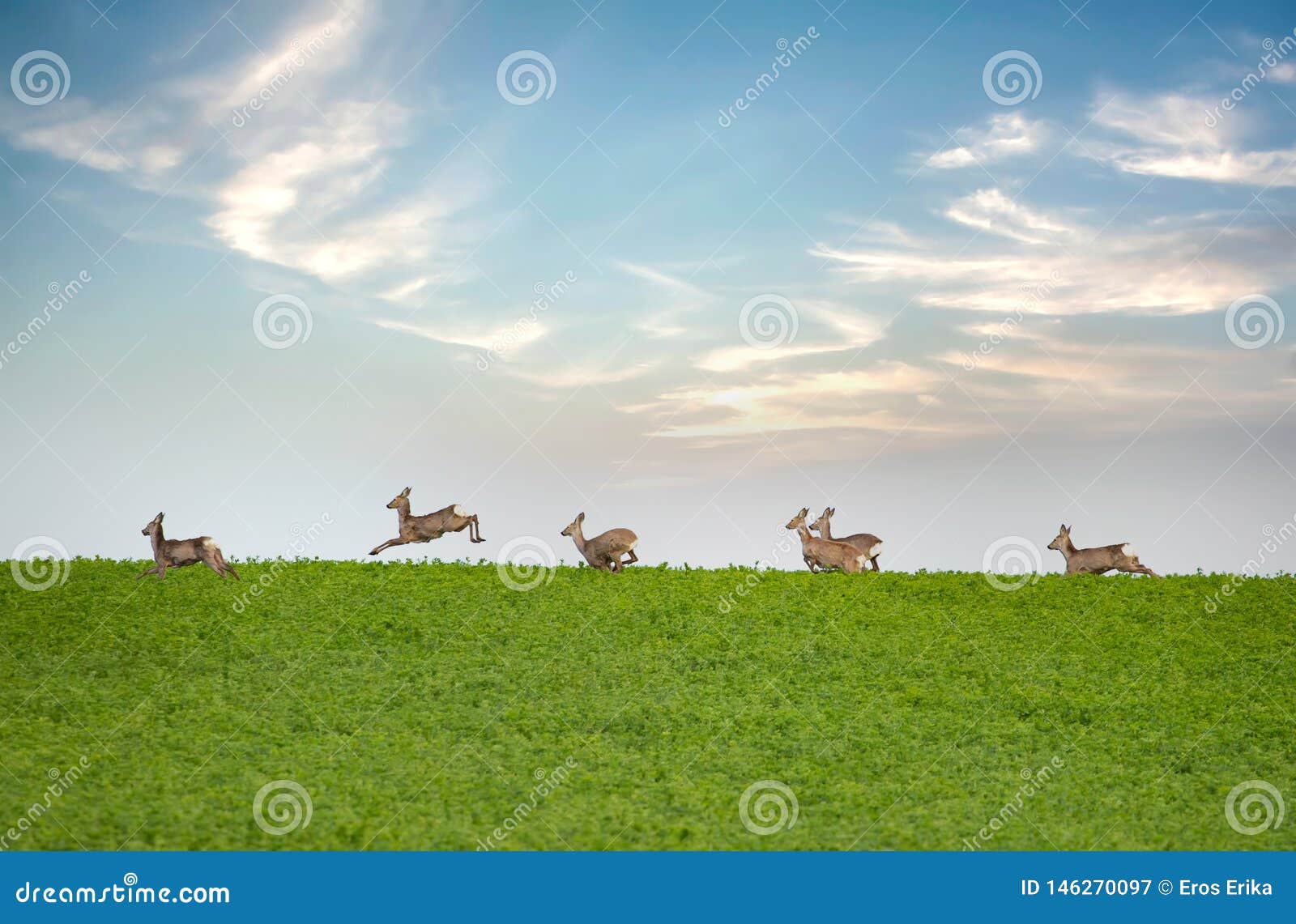 Deer in spring field stock image. Image of elaphus, countryside - 146270097