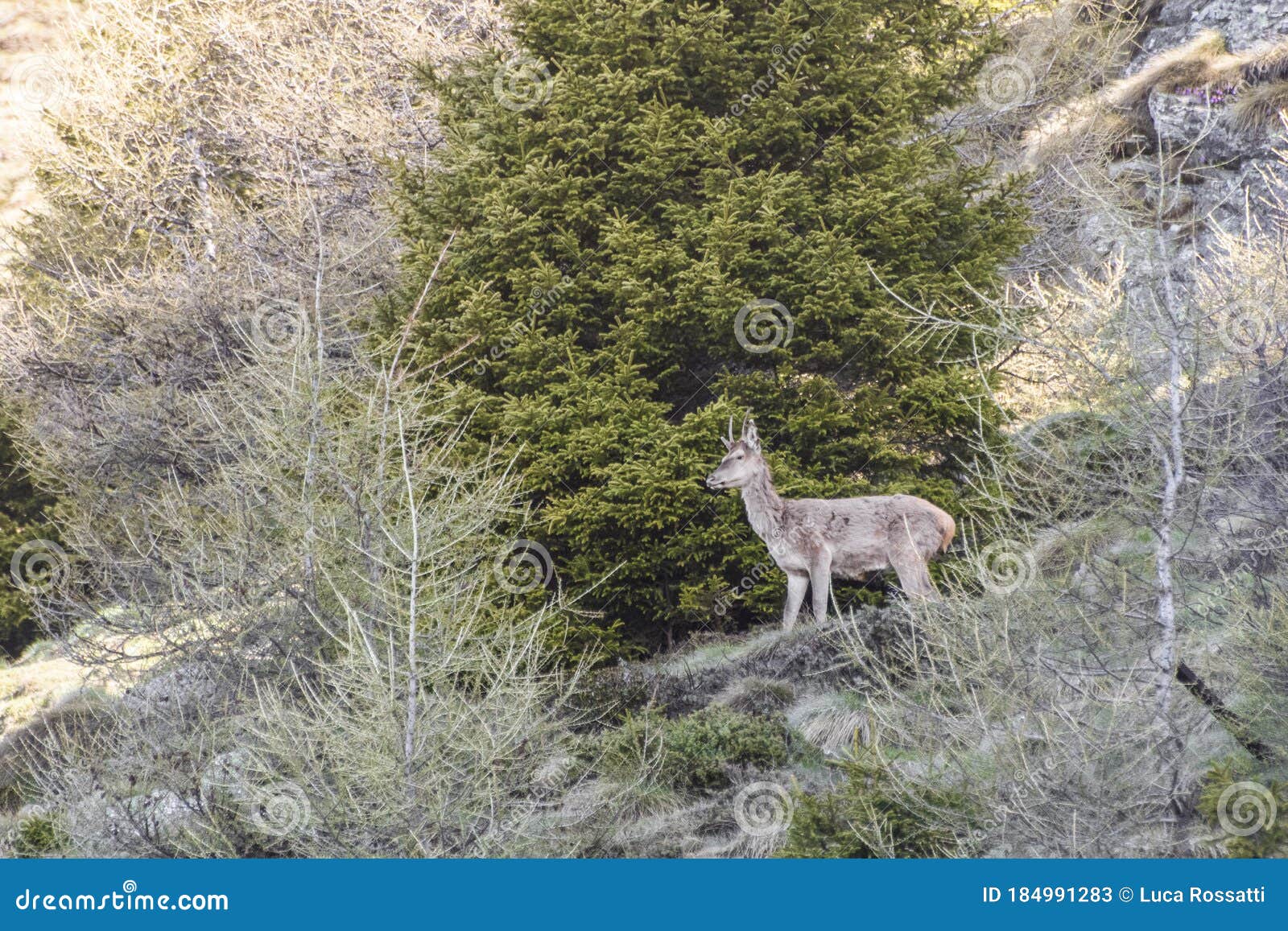 Deer during Spring on the Italian Alps Stock Image - Image of landscape ...