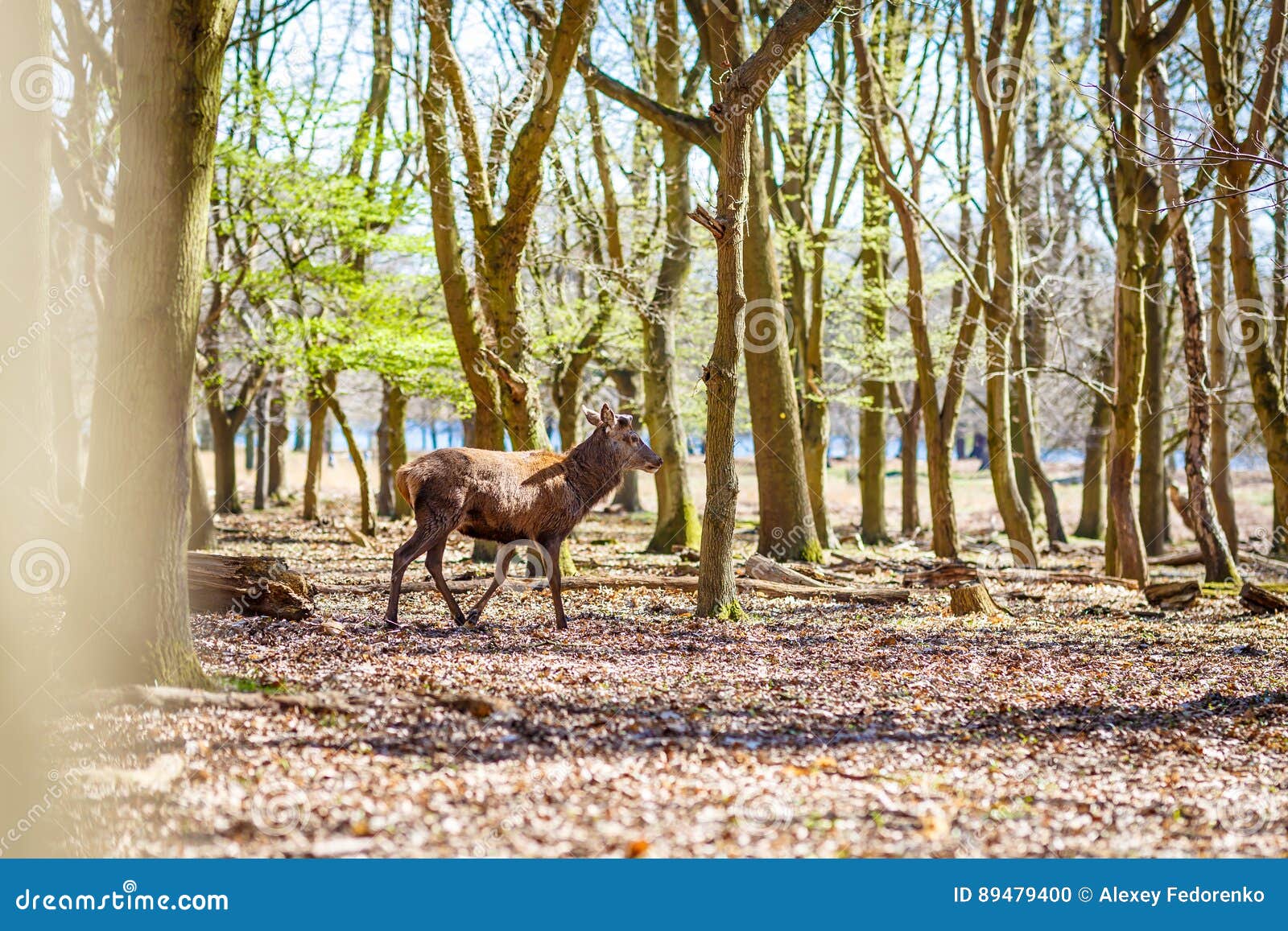 Deer in Spring in Richmond Park Stock Photo - Image of background ...
