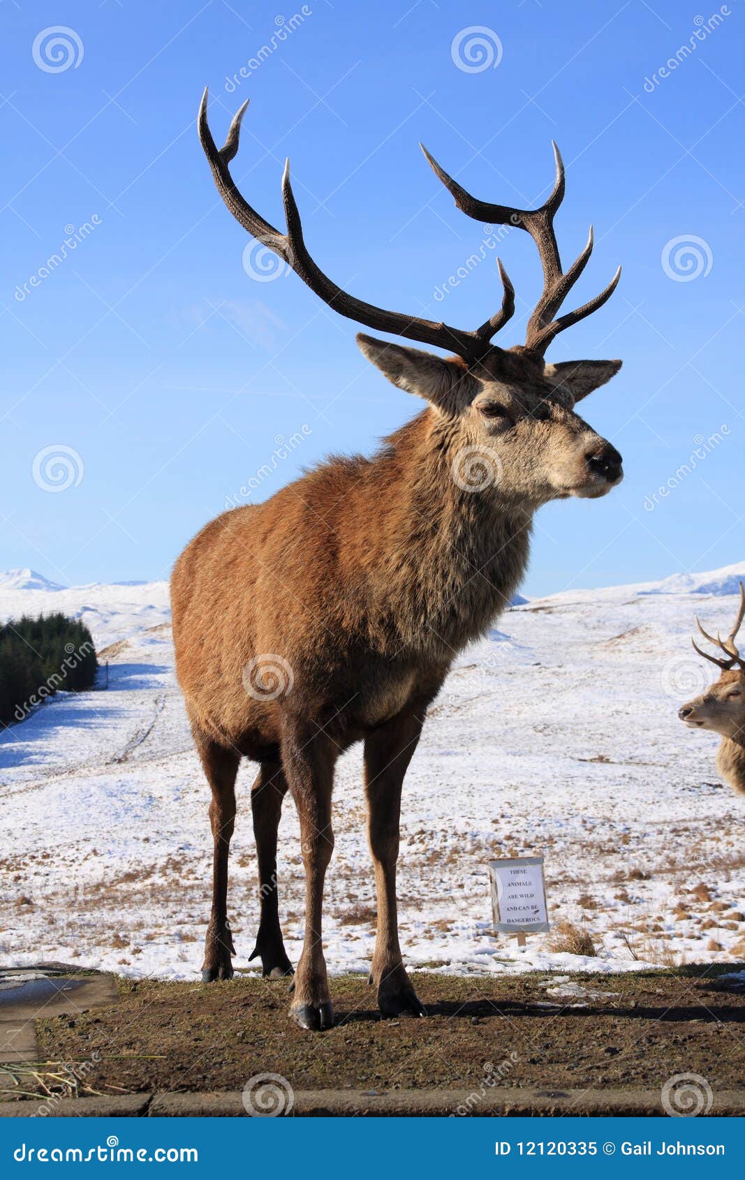 Deer Stag stock image. Image of wild, scotland, snow - 12120335