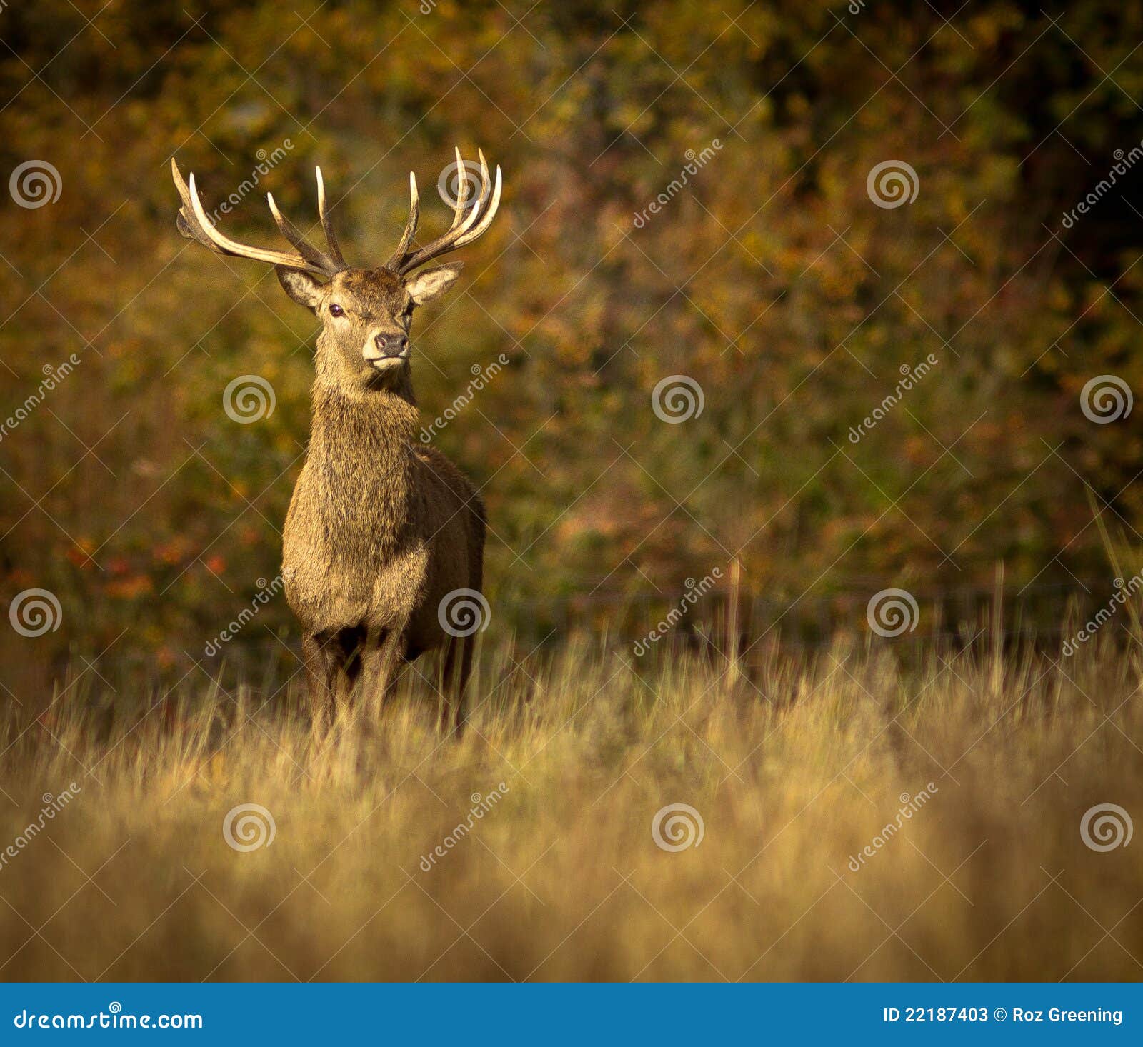 Deer Stag stock image. Image of antler, mammal, england - 22187403
