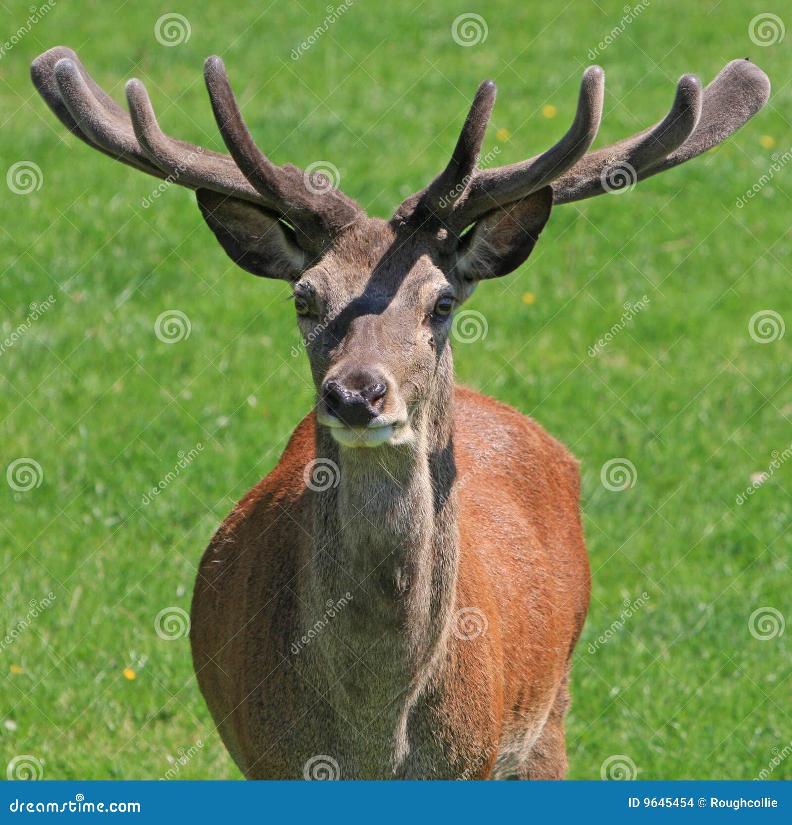 Deer Stag stock photo. Image of looking, elegant, outdoors - 9645454