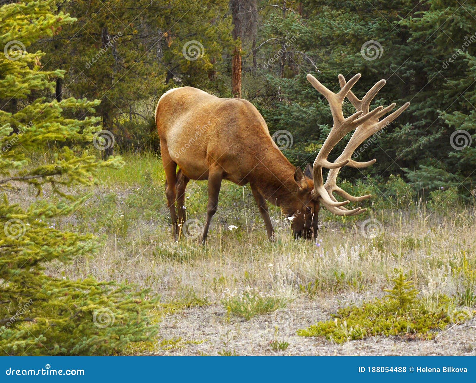 Deer Stag Buck stock photo. Image of rutting, wild, deer - 188054488