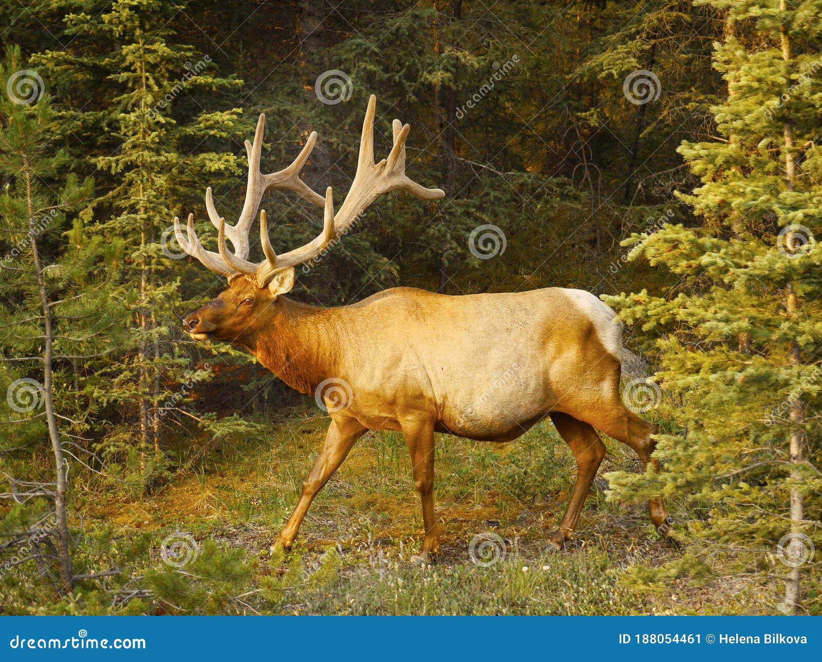 Deer Stag Buck stock image. Image of rutting, color - 188054461