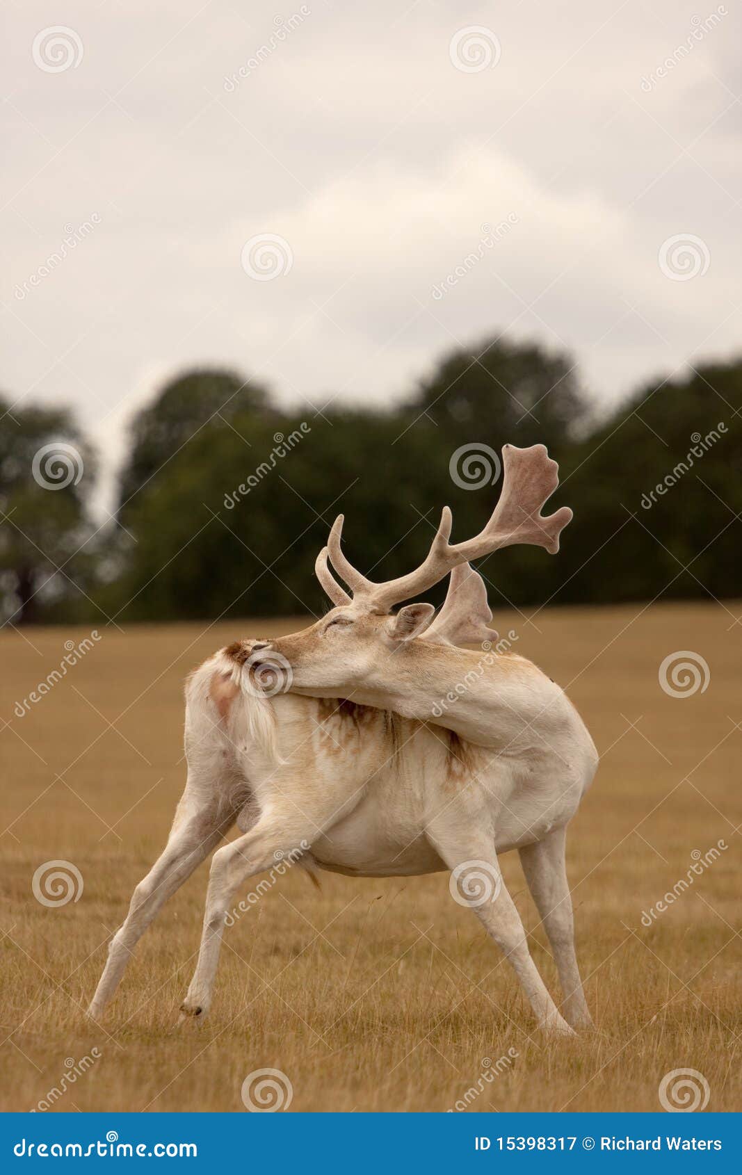 A deer stag grooming stock image. Image of fall, nature - 15398317