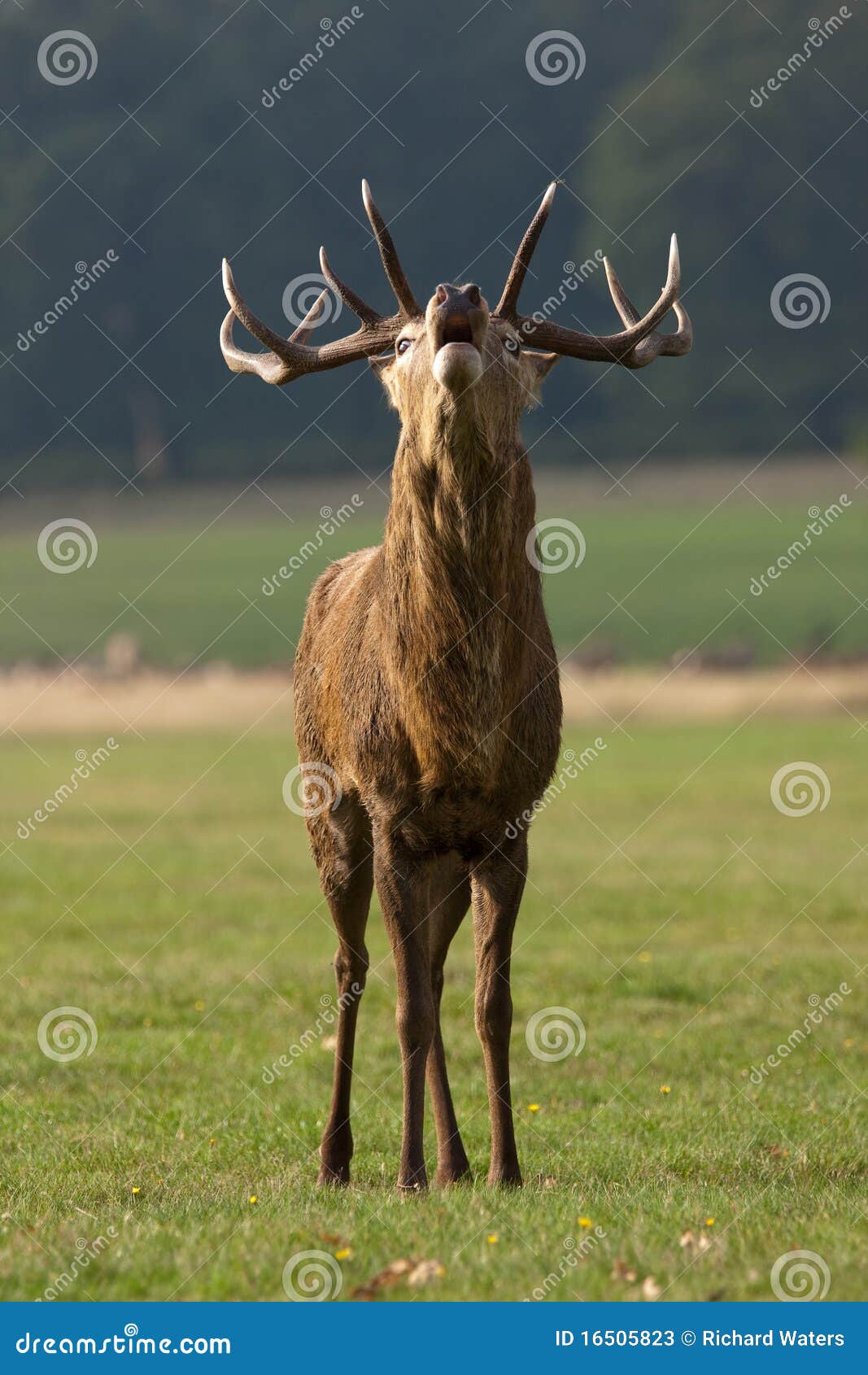 Deer stag roaring stock image. Image of park, grass, deer - 16505823