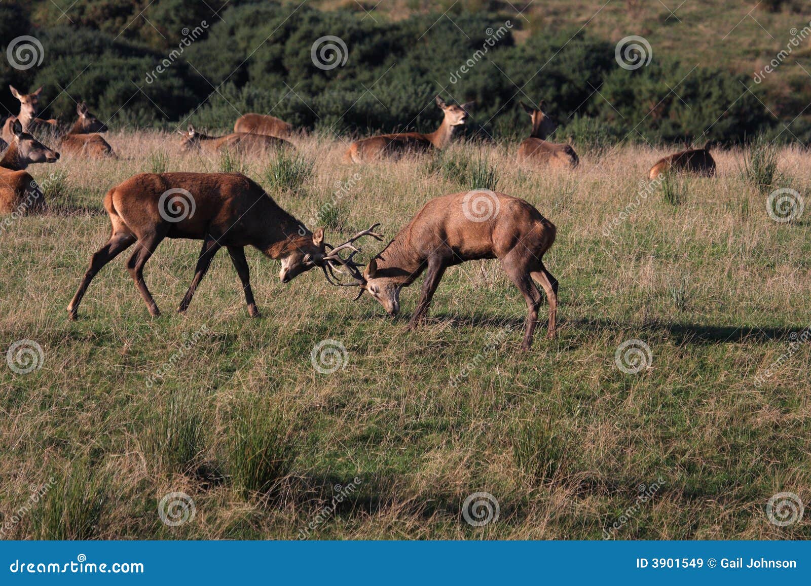 Deer Stag at the Rutting Time Stock Image - Image of stag, scotland ...