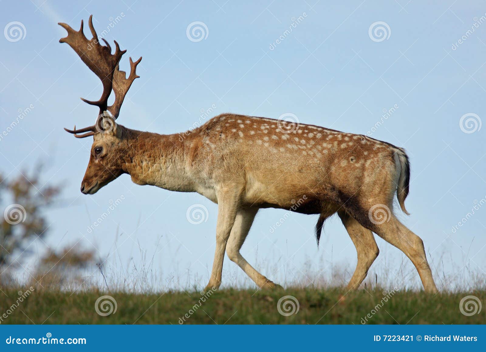 Deer Stag Side-on stock image. Image of nature, park, fall - 7223421