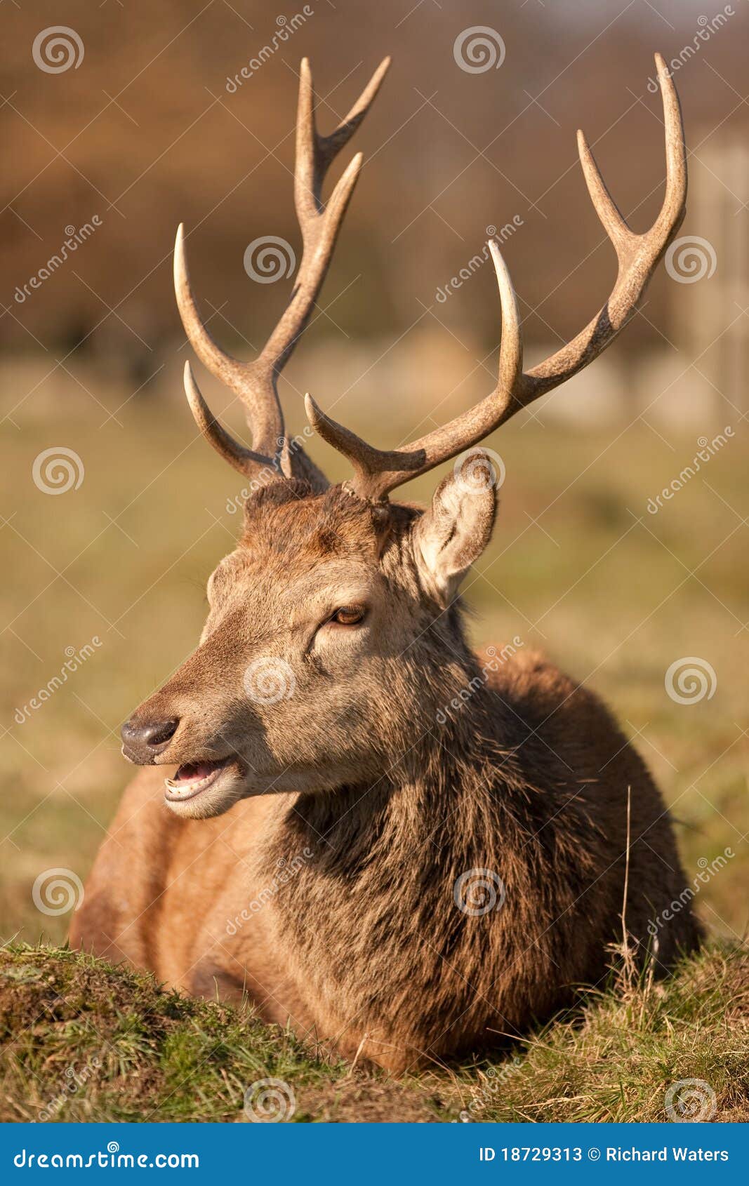 Deer stag sitting stock image. Image of antlers, stag - 18729313