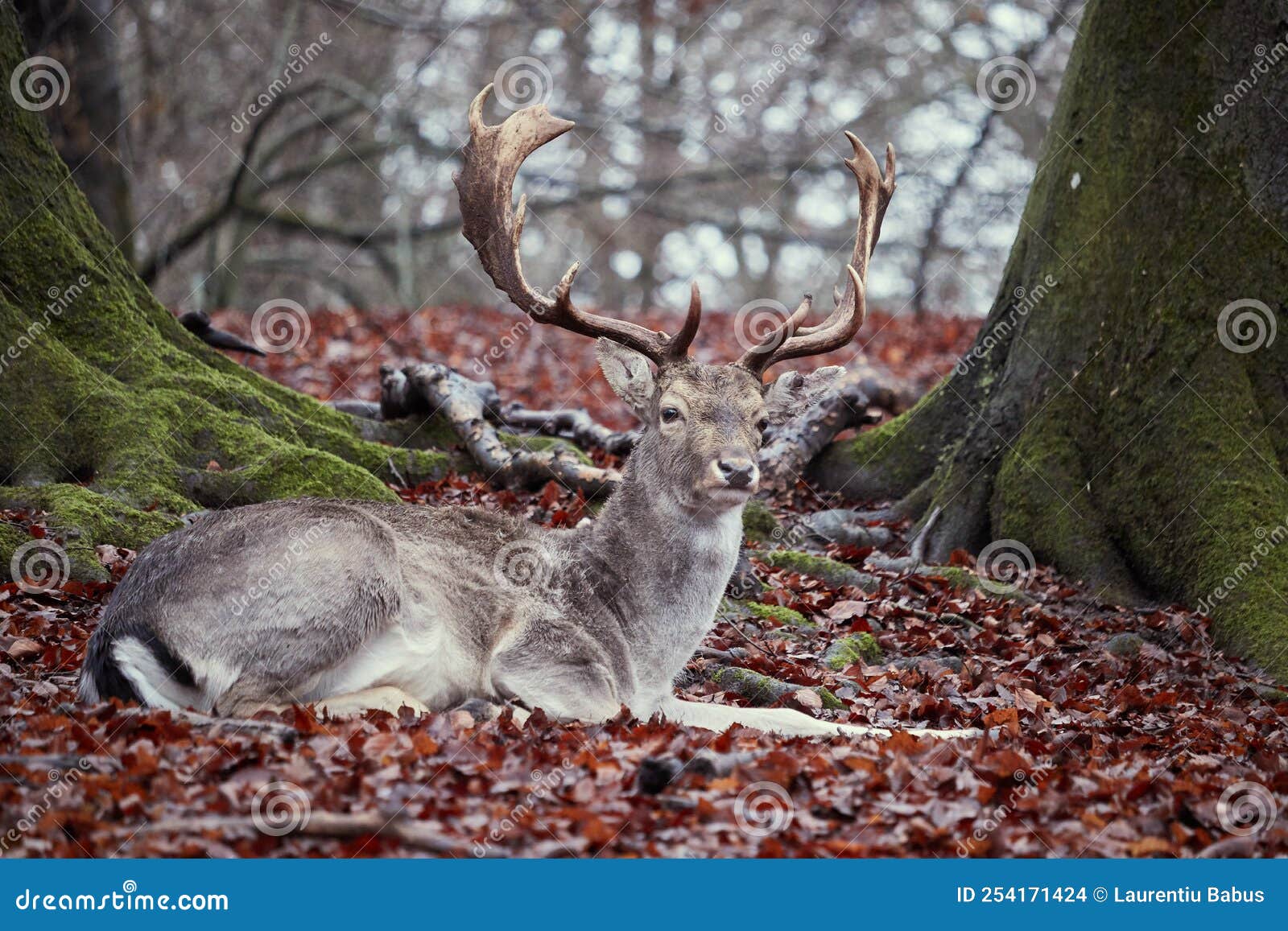 Deer Stag Sitting Down in the Forest Stock Photo - Image of leaf, deer ...