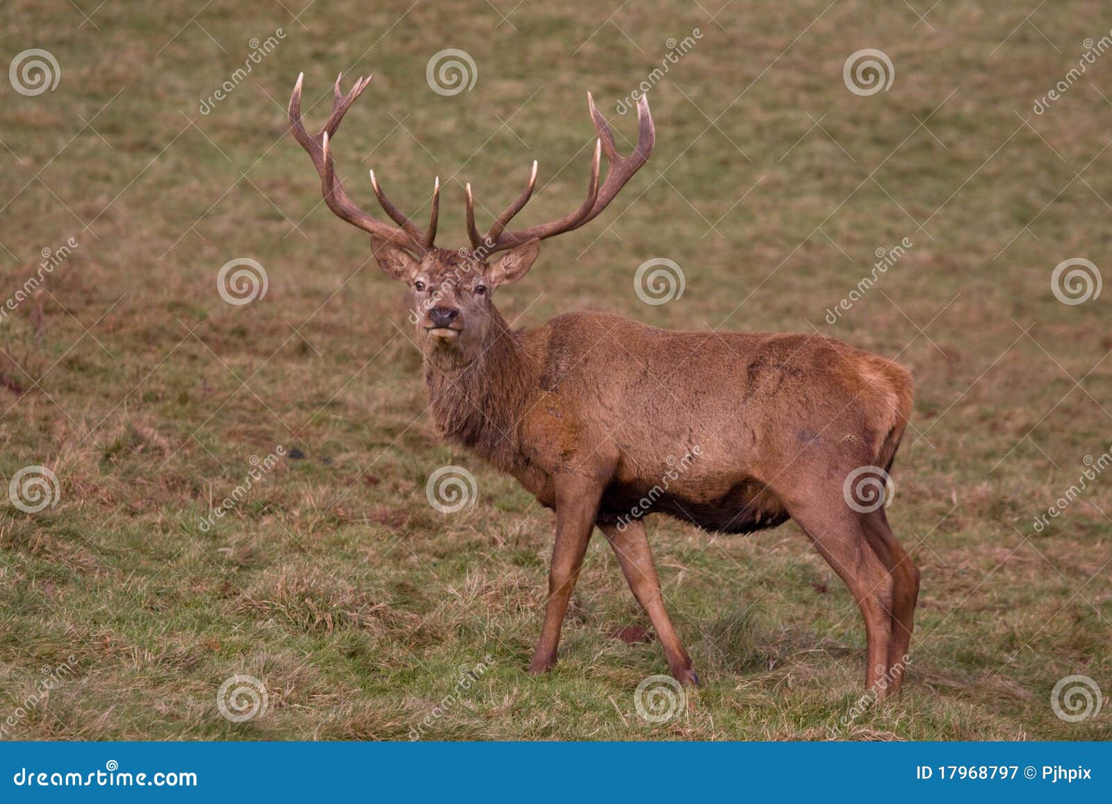 Deer Stag in Winter stock image. Image of speed, bone - 17968797