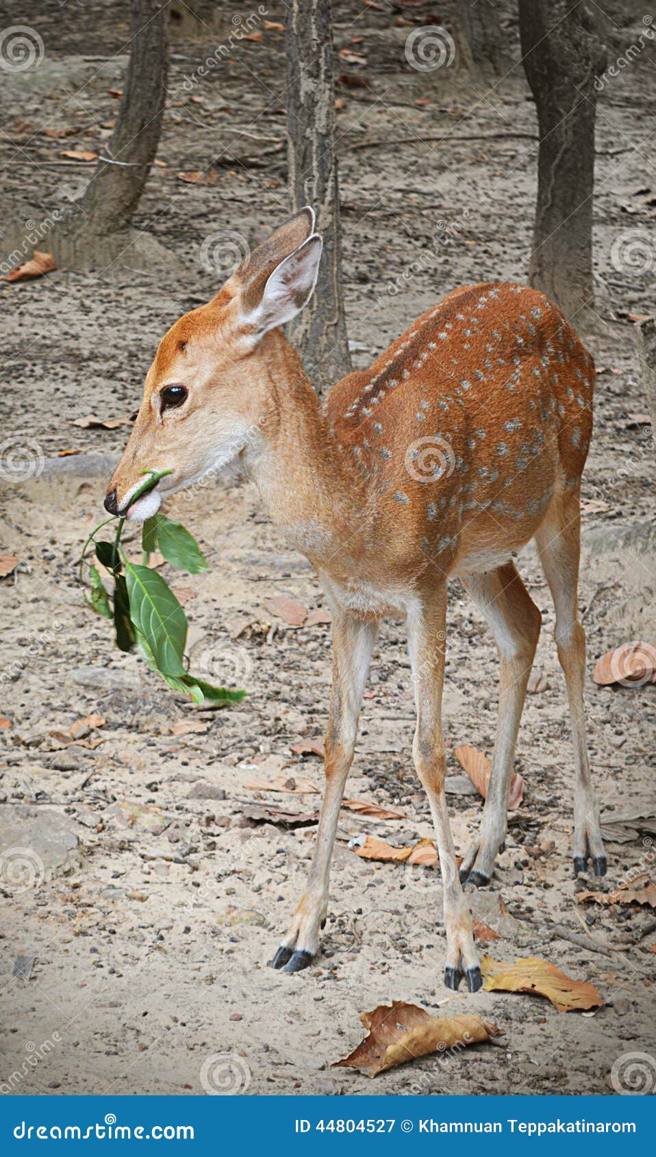 Doe stock image. Image of sand, land, eating, brute, fierce - 44804527