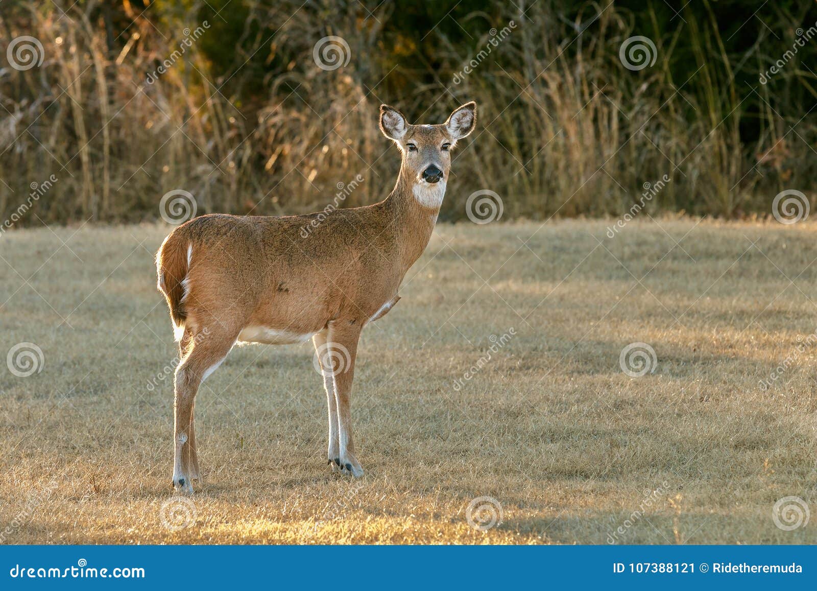 Deer in a Field stock image. Image of animal, nature - 107388121