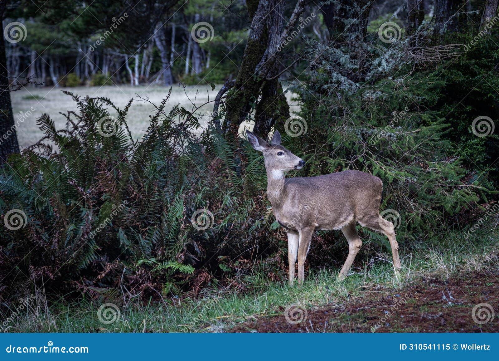 A Deer is Standing in a Field of Grass and Bushes Stock Image - Image ...
