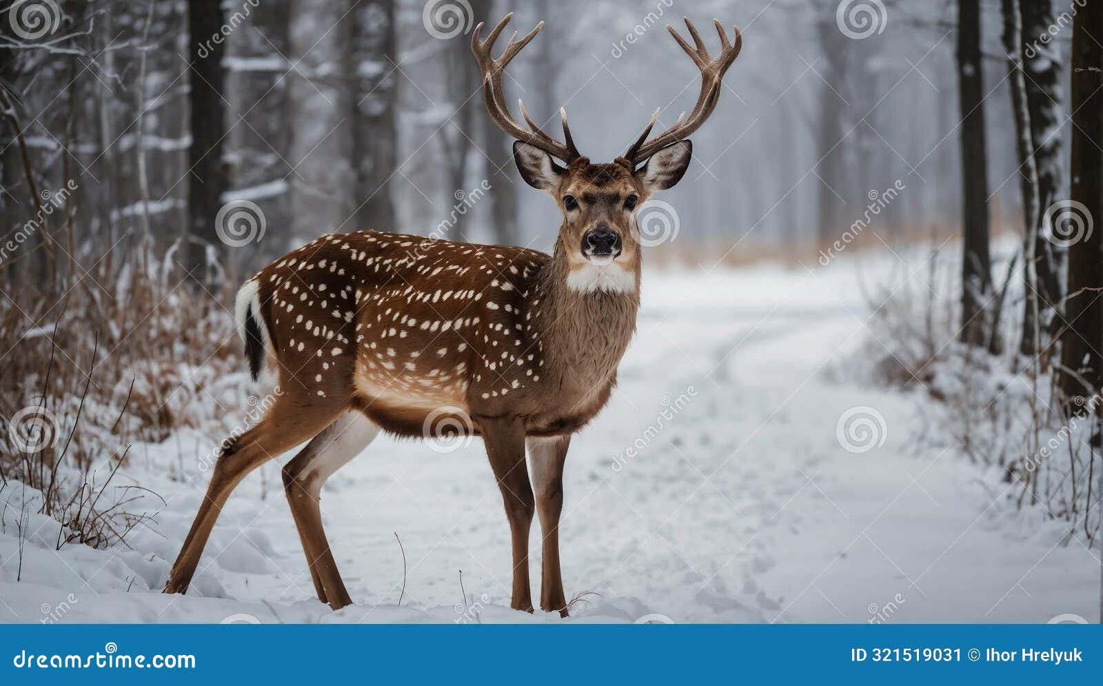 Deer Standing on a Forest Path in Winter Close-up Stock Illustration ...