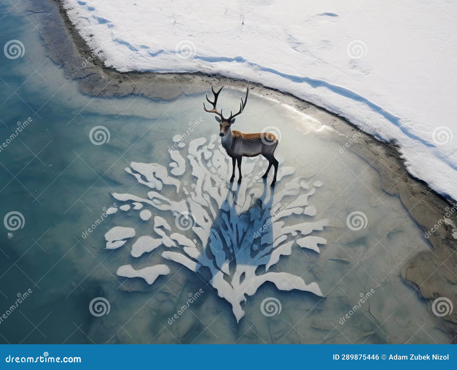 A Deer Standing in a Frozen Lake Stock Illustration - Illustration of ...
