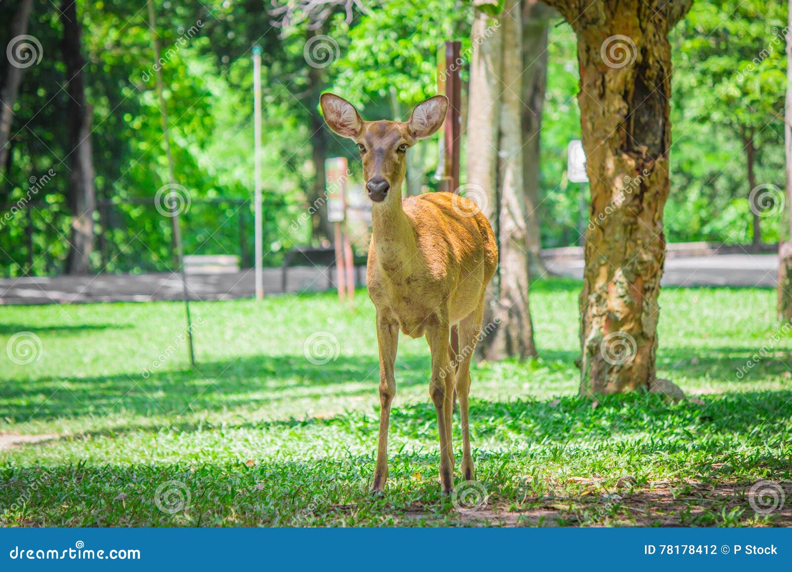 Deer Standing on Green Grass. Stock Photo - Image of grass, summer ...