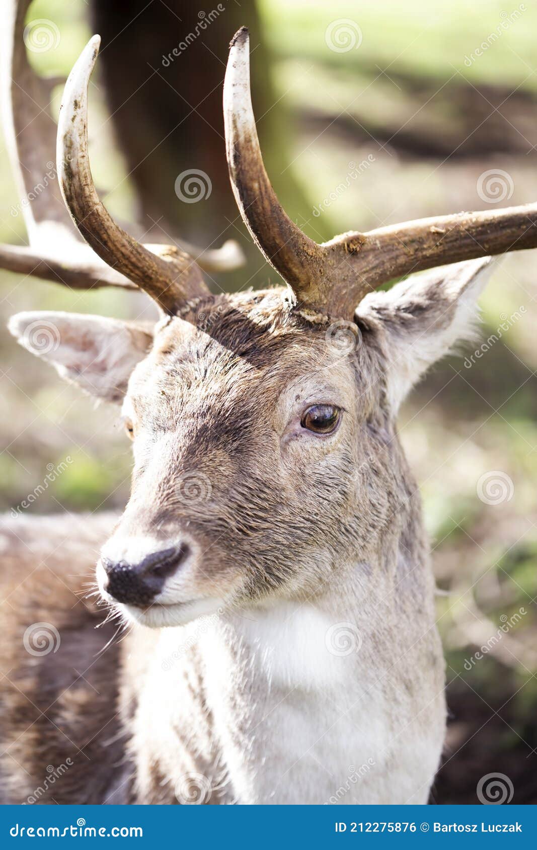 Deer Standing with Its Back in the Prk Stock Photo - Image of look ...