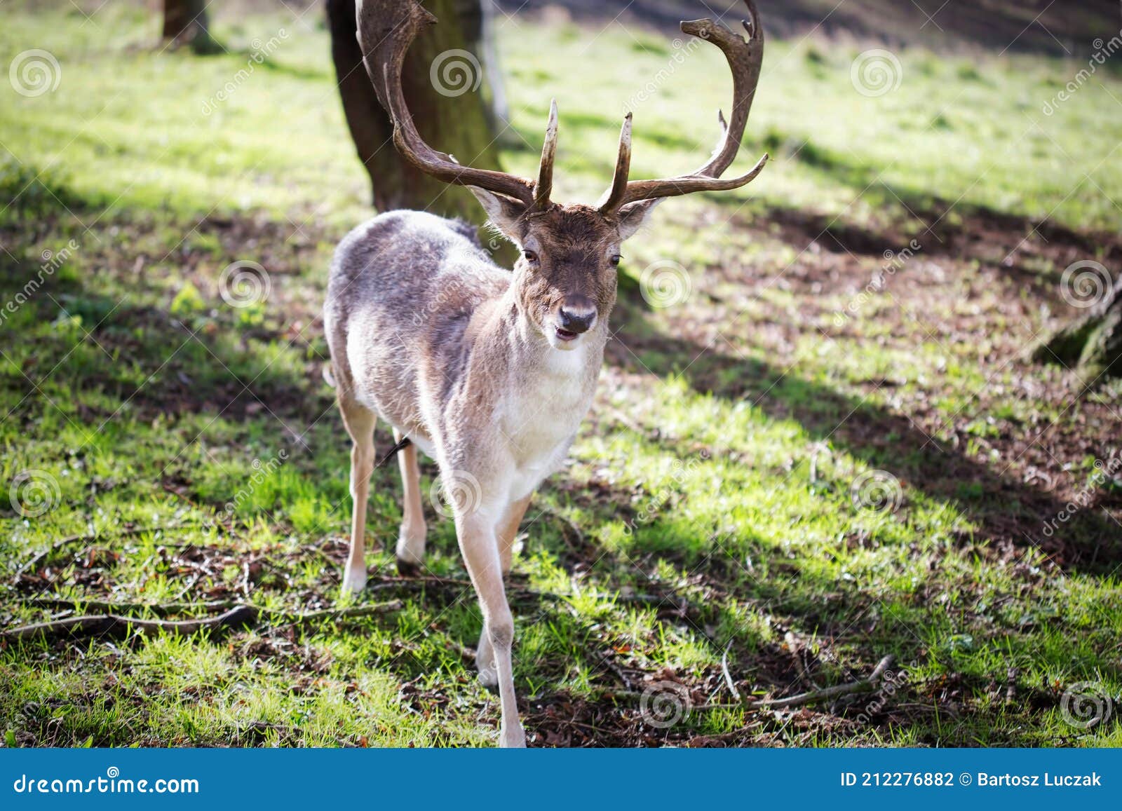Deer Standing with Its Back in the Prk Stock Photo - Image of hunt ...
