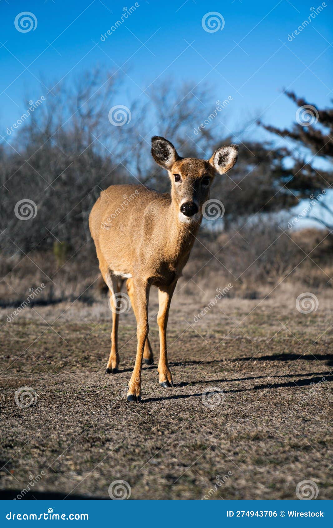 Deer Standing in a Meadow with a Backdrop of Trees in the Distance ...